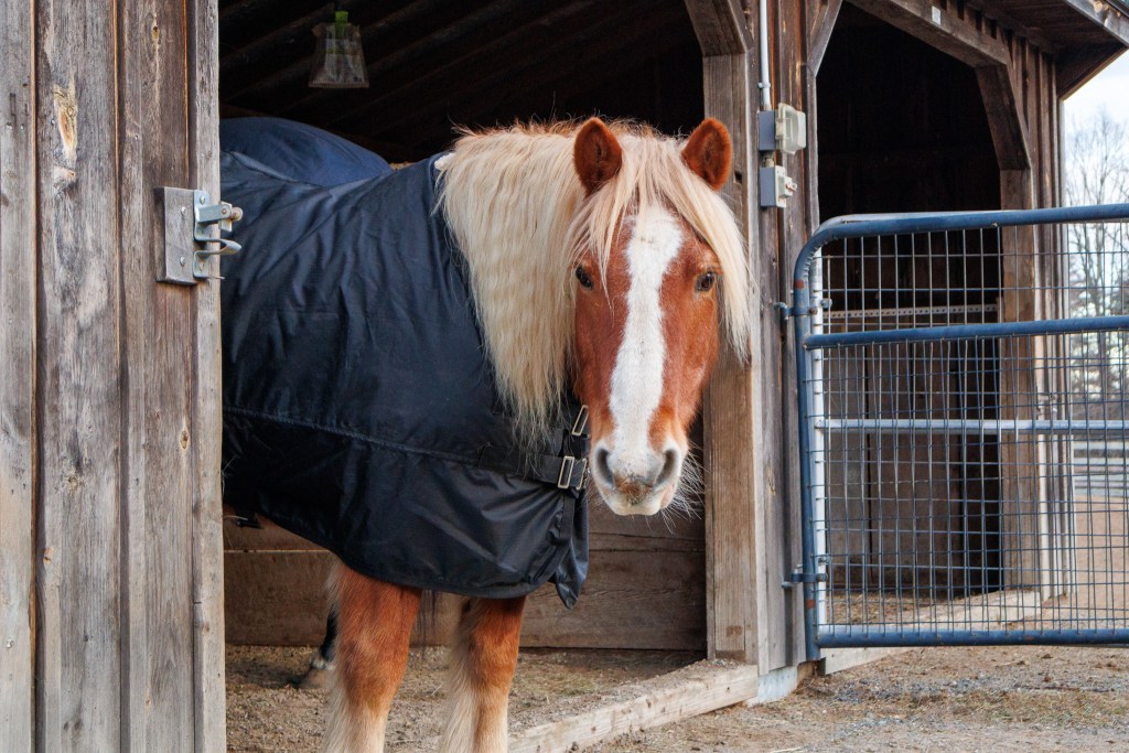 KC: From Therapeutic Pony to Adored Retirement - Elysium Acres Horse ...